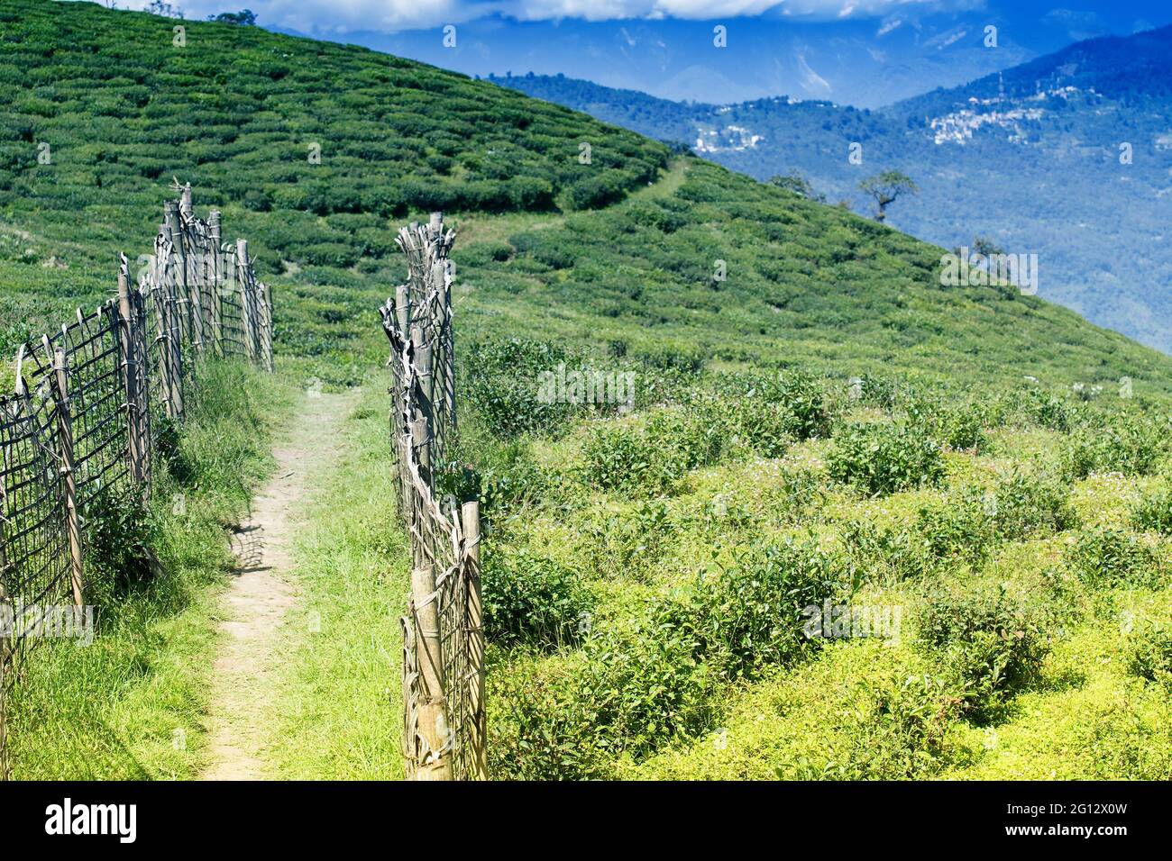 Pathway to inside of Temi tea garden of Ravangla, Sikkim, beautiful ...