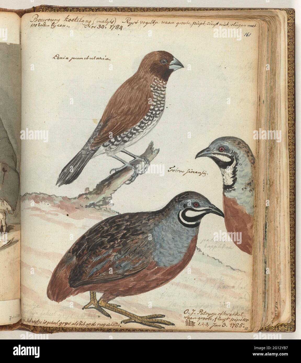 Rice bird and the East Indian quacks. Color drawing of two birds in ...