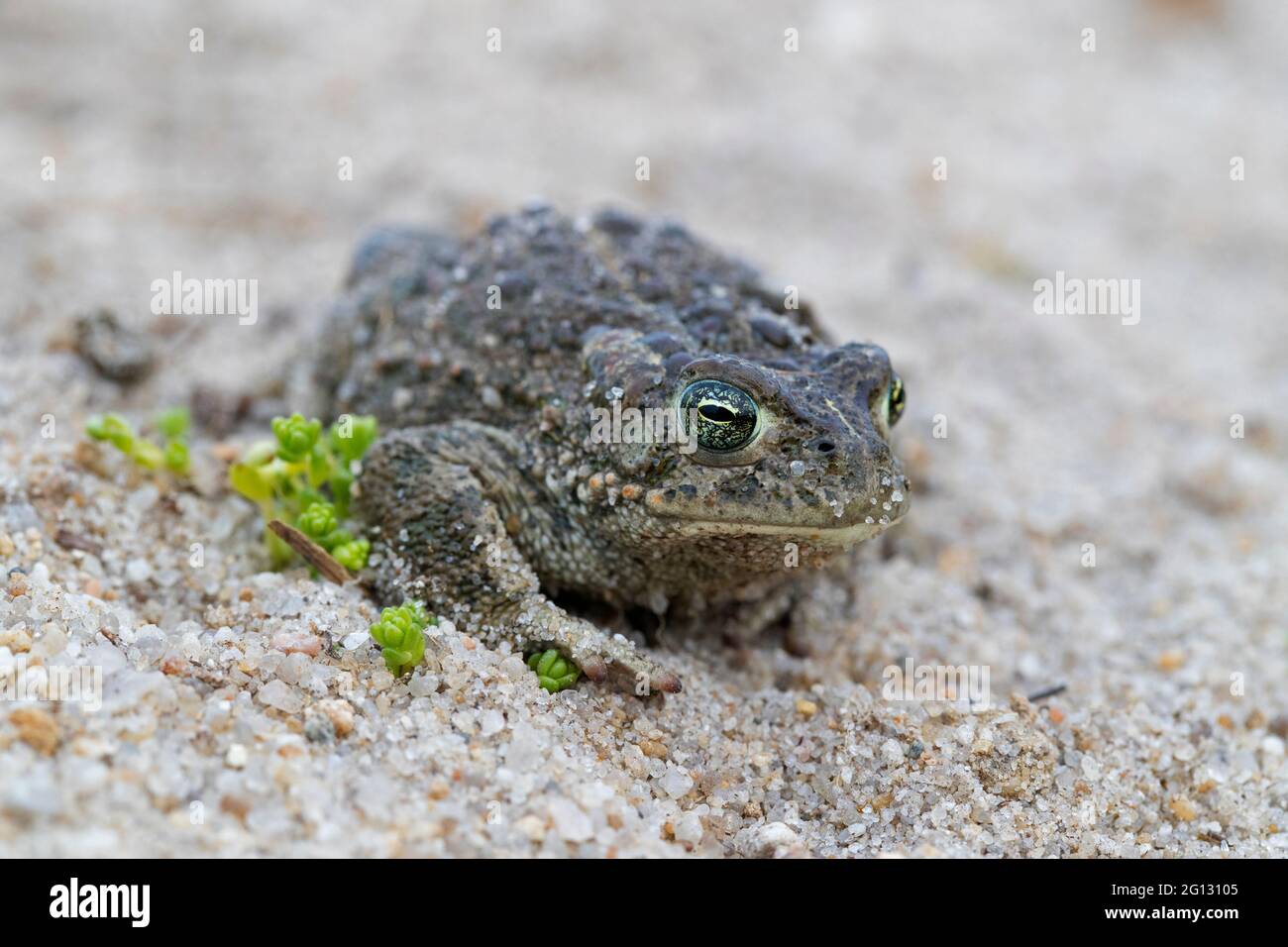 Natterjack toads hi-res stock photography and images - Alamy