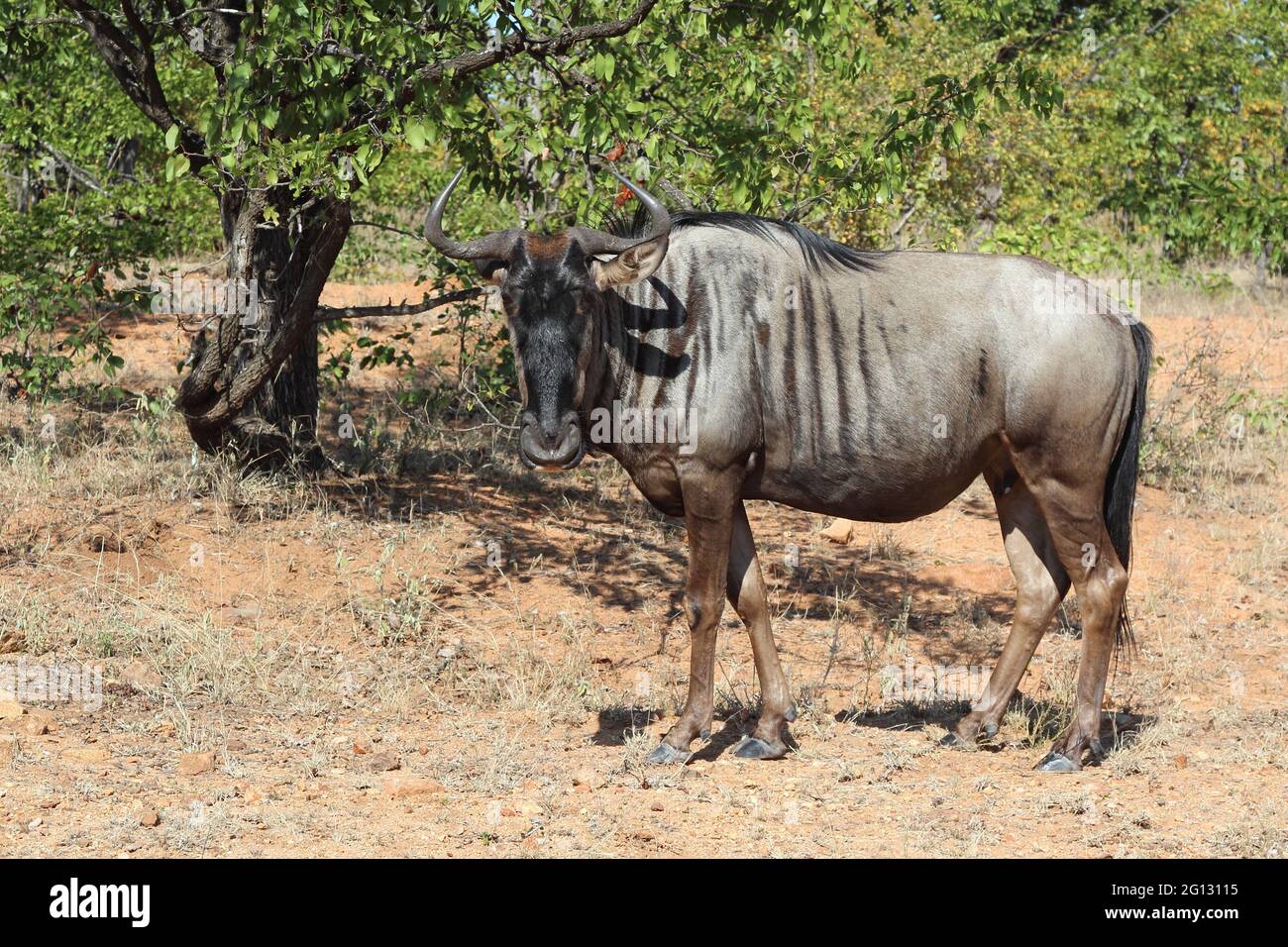 Streifengnu / Blue wildebeest / Connochaetes taurinus Stock Photo - Alamy