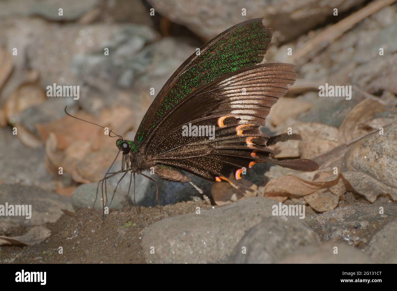 Common Mormon butterfly (papilio polytes linnaeus), urinating on wet ...