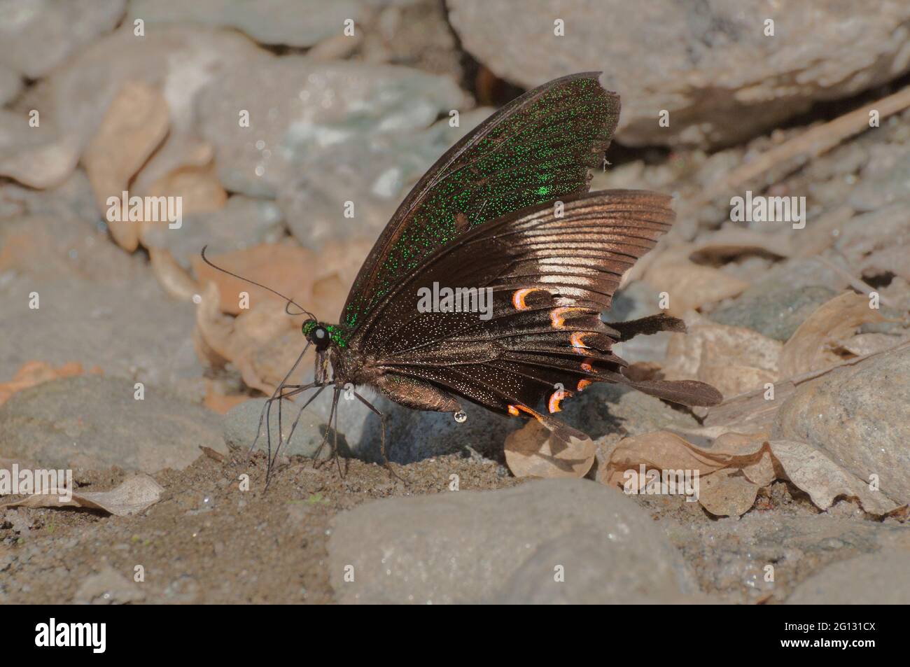 Common Mormon butterfly (papilio polytes linnaeus), urinating on wet ...