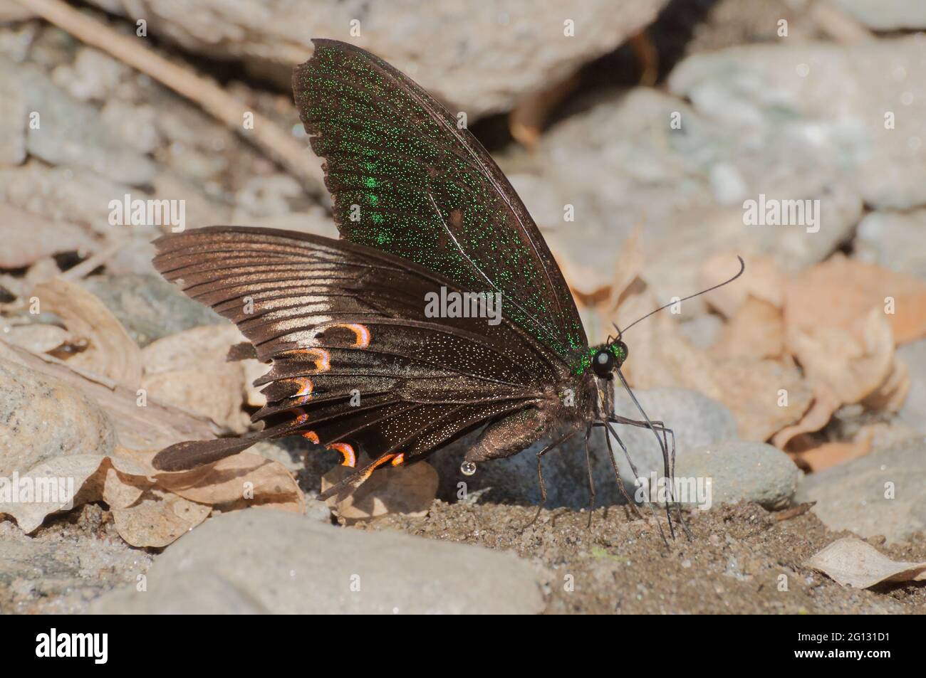 Common Mormon butterfly (papilio polytes linnaeus), urinating on wet ...