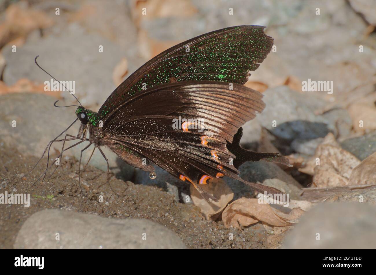 Common Mormon butterfly (papilio polytes linnaeus), urinating on wet ...
