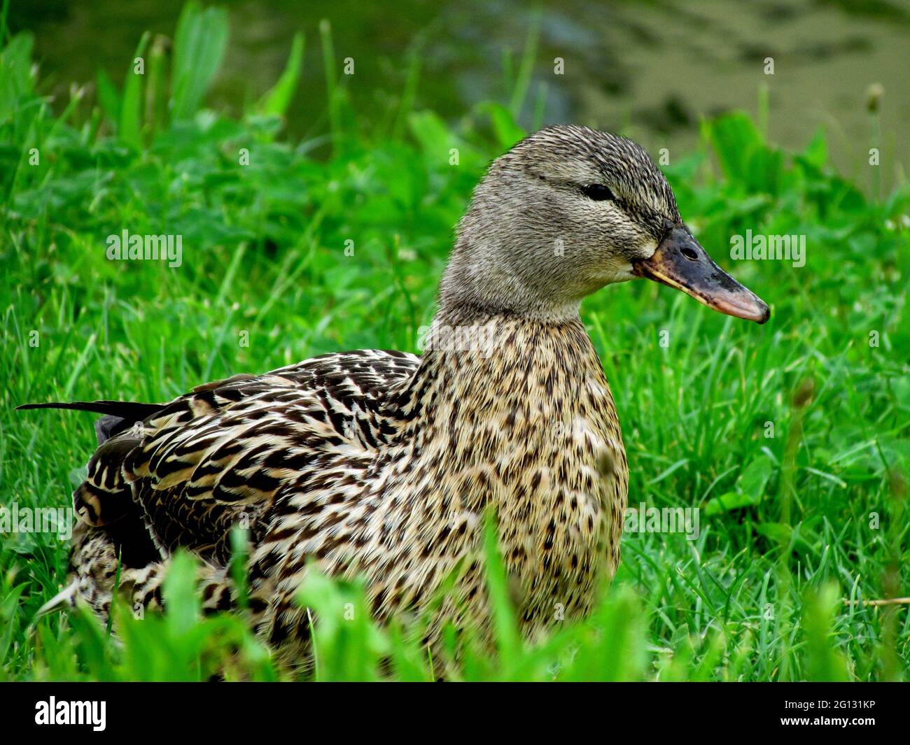 Duck pairof hi-res stock photography and images - Alamy