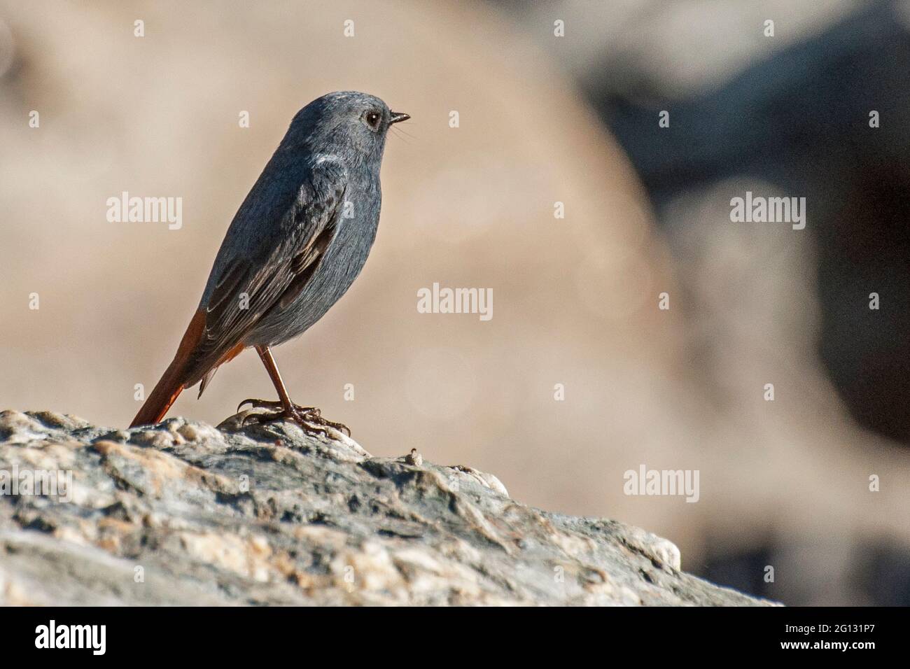 Indian rover bird hi-res stock photography and images - Alamy