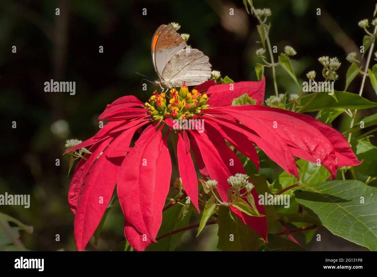 Butterfly psyche hi-res stock photography and images - Alamy
