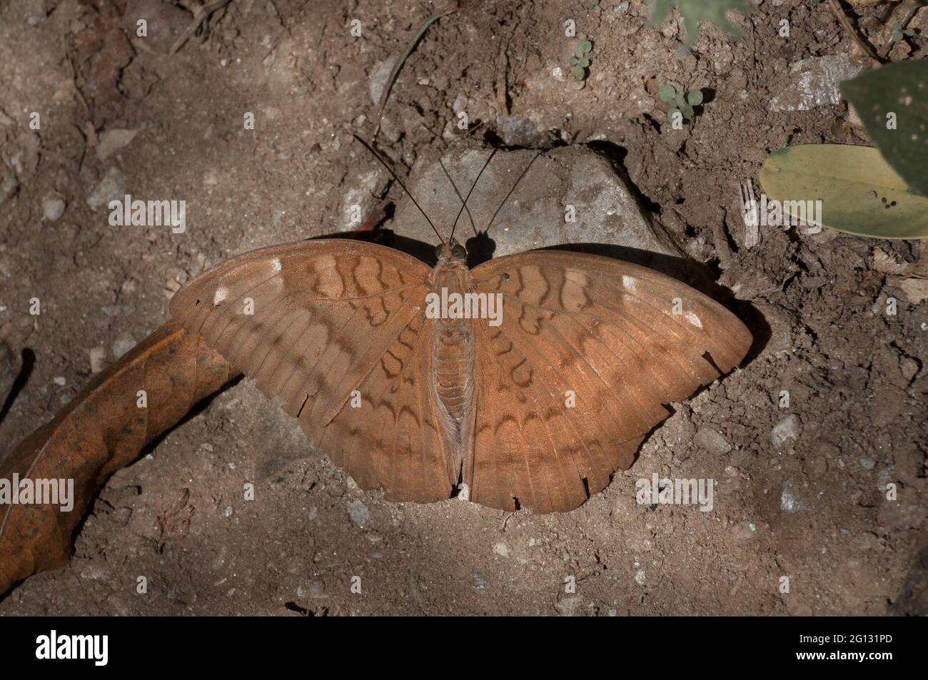 Euthalia aconthea hi-res stock photography and images - Alamy