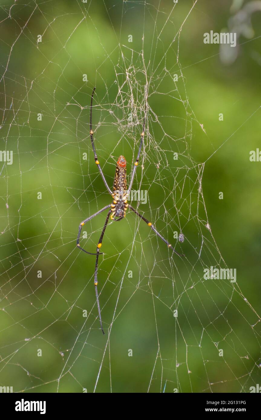 Indian spider species hi-res stock photography and images - Alamy