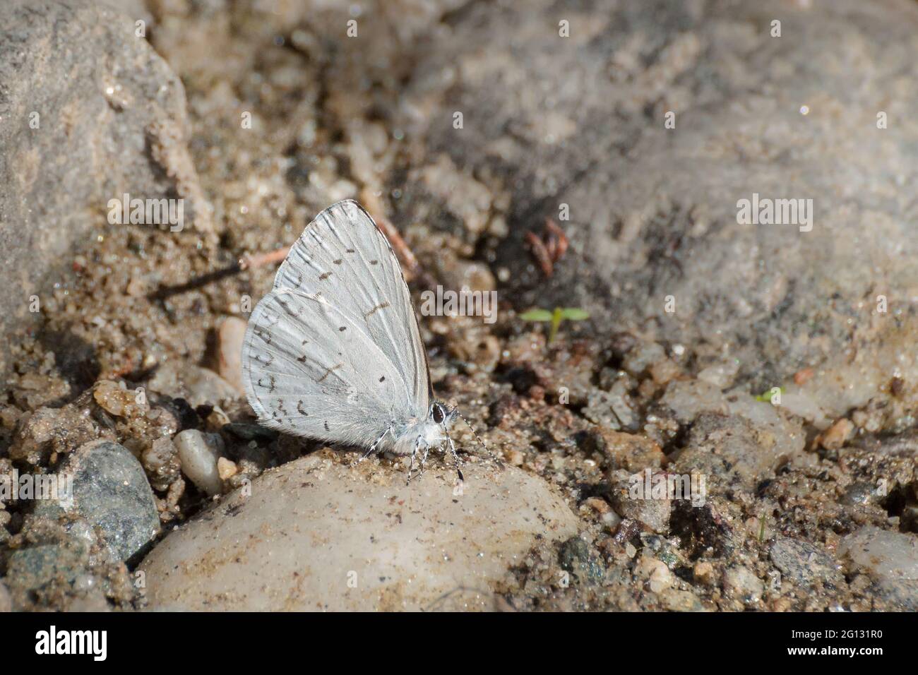 Common hedge blue butterfly hi-res stock photography and images - Alamy