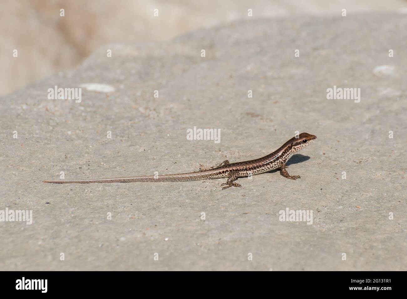 A small lizard crawling on a rock, Sikkim, India Stock Photo - Alamy