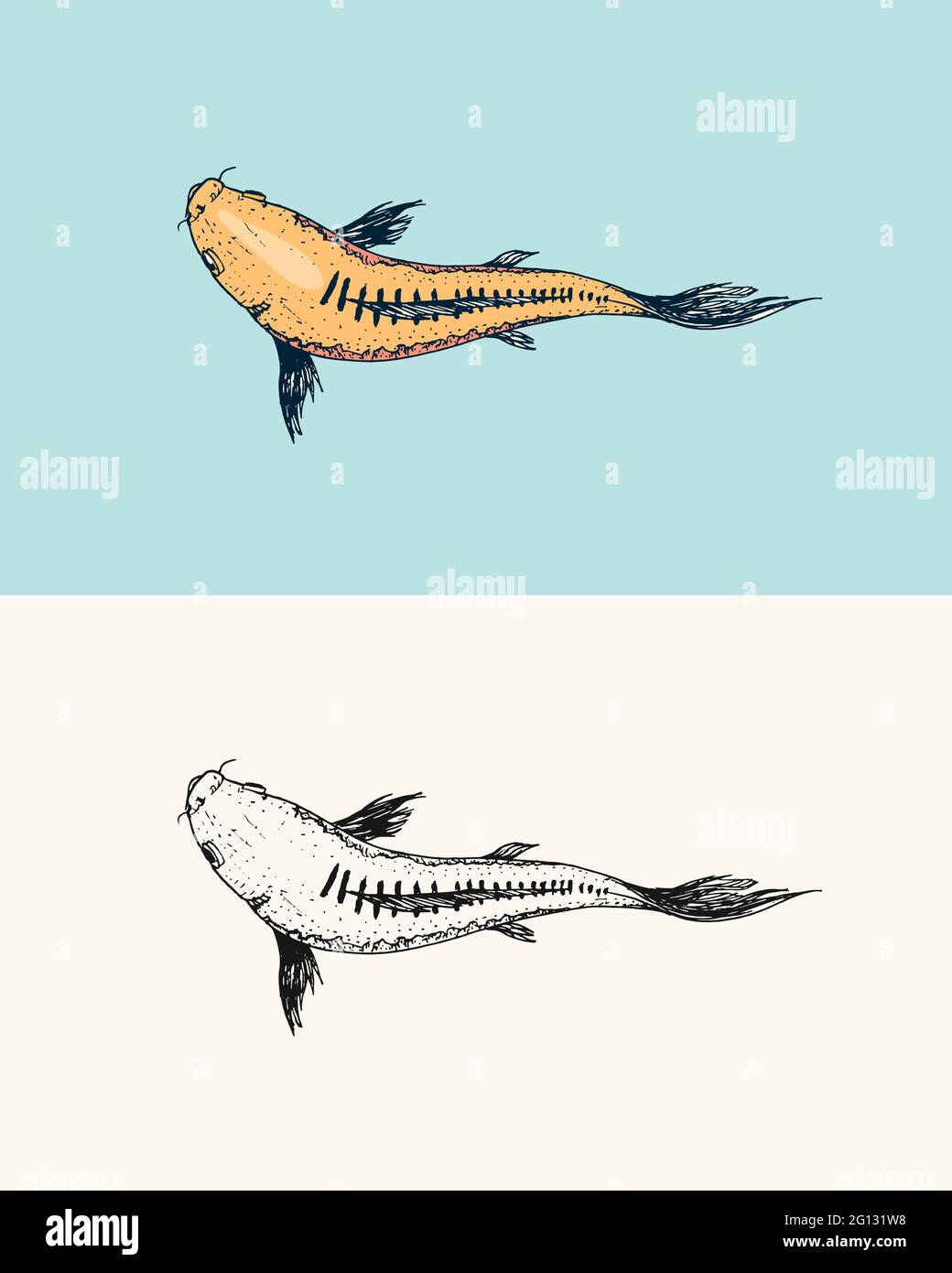 Koi carp, Japanese fish. Korean animal. Engraved hand drawn line art ...