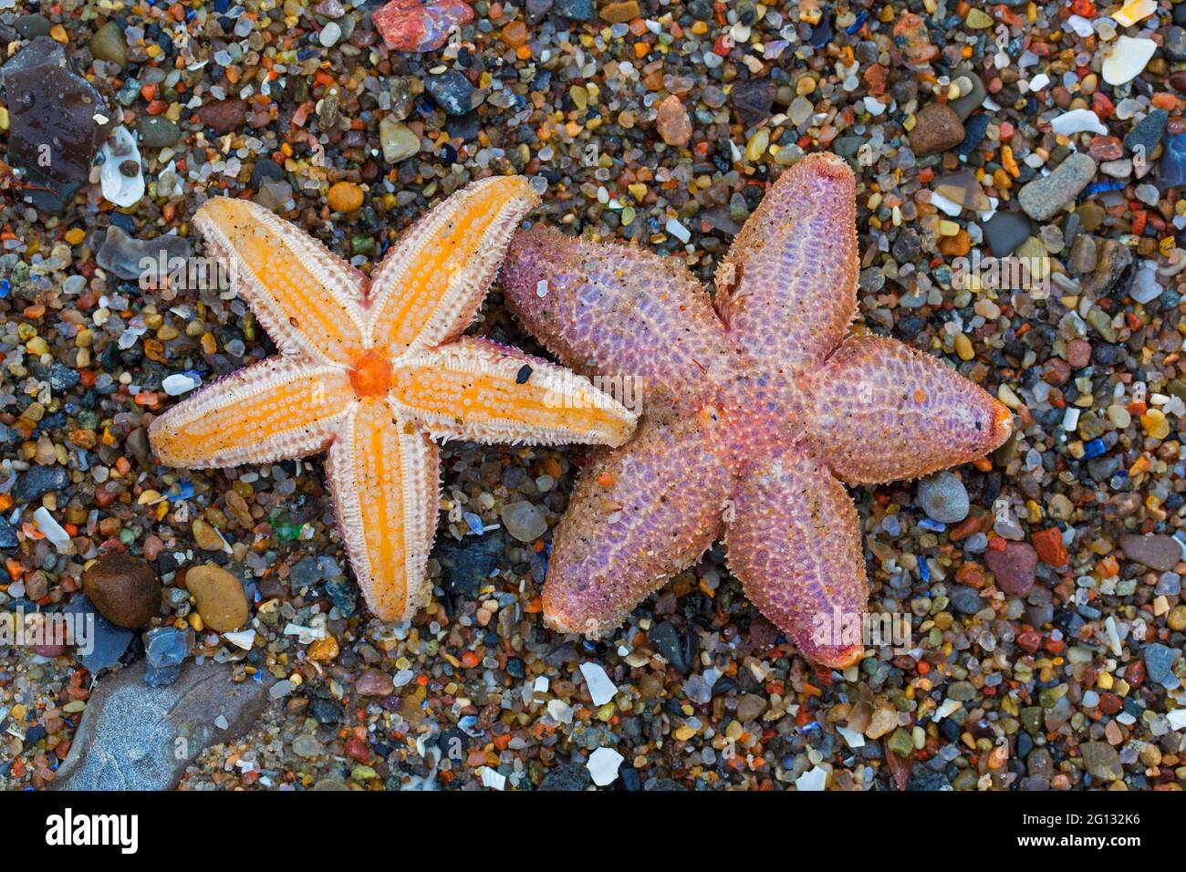 Dead common starfishes / common sea stars / sugar starfish (Asterias ...