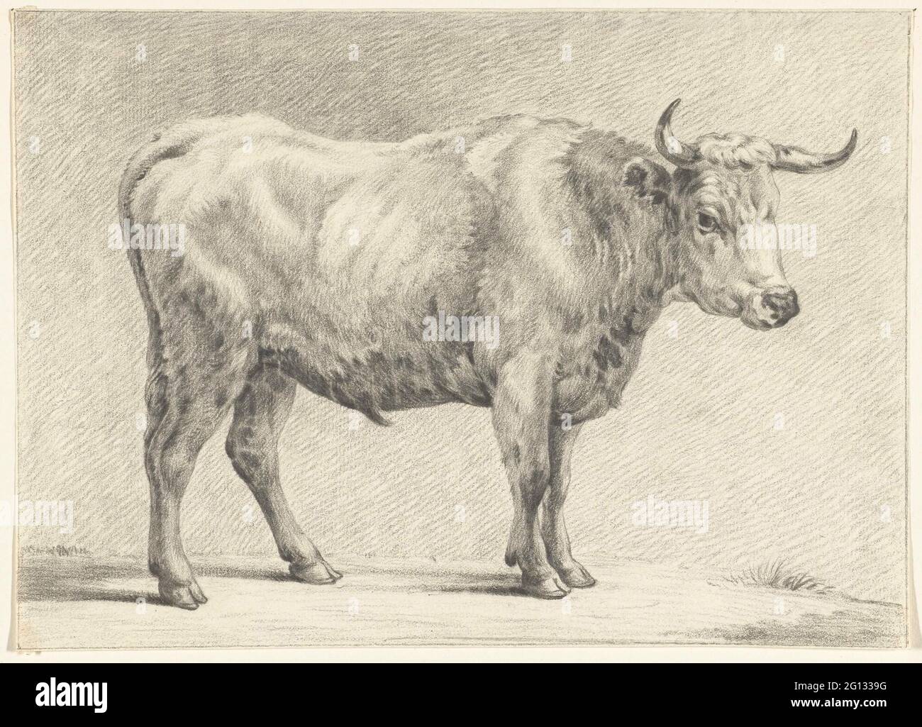 Standing bull, right Stock Photo - Alamy