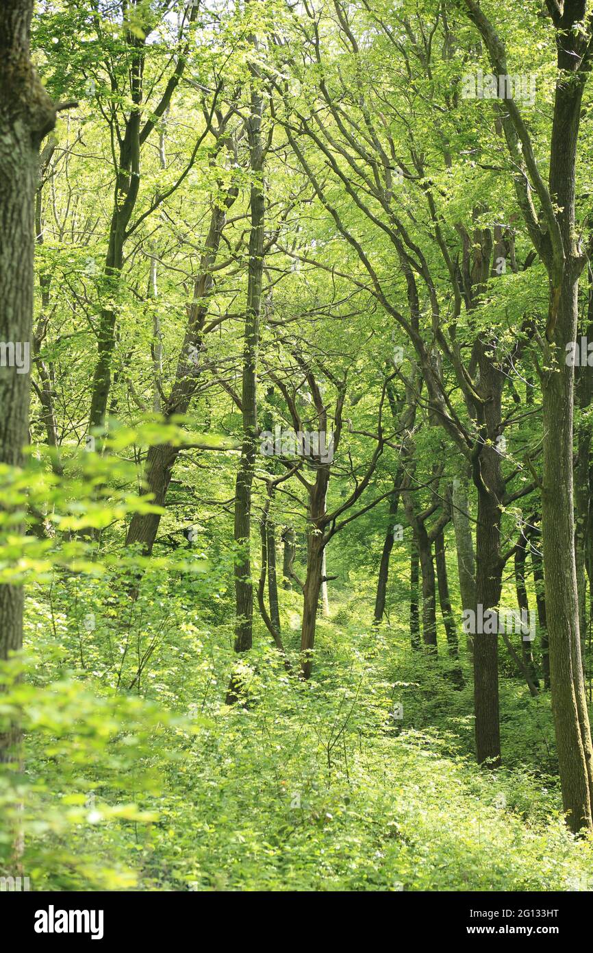 Beech trees in Ham Street Woods, Hamstreet near Ashford, Kent, England ...