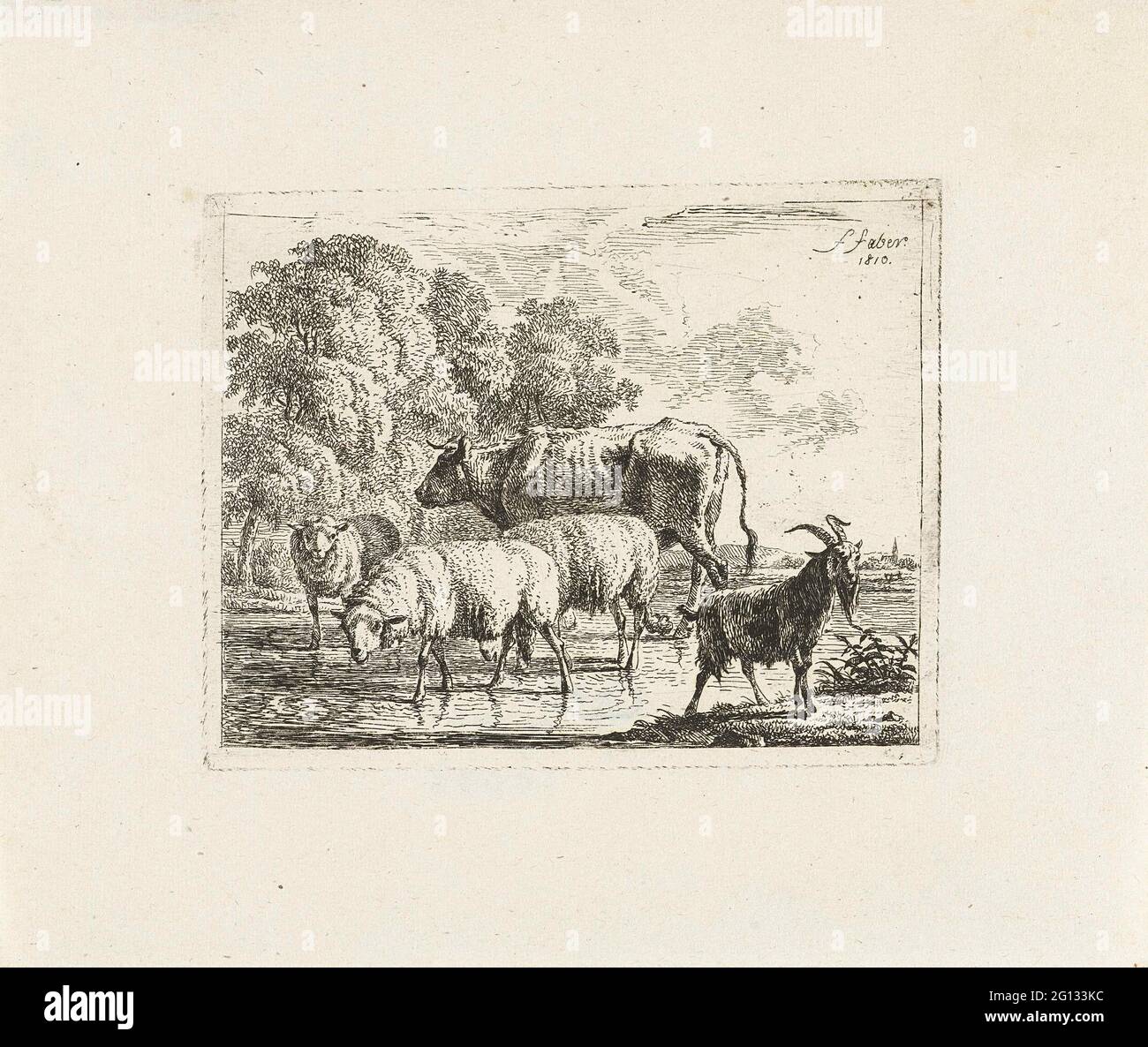 Ox, goat and three sheep in shallow water Stock Photo - Alamy