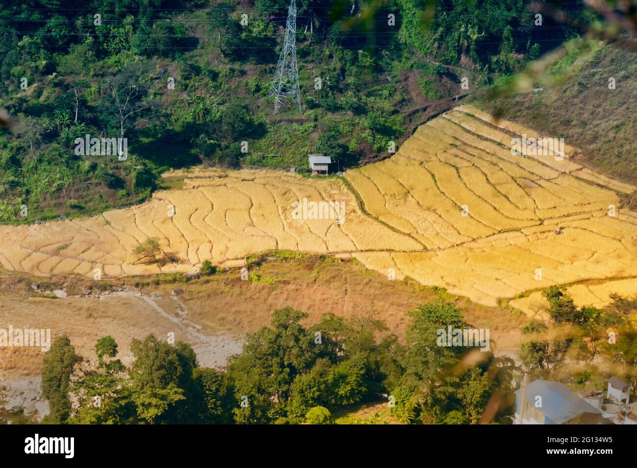 Agriculture of wheat at Sikkim, India - entire agriculture field at ...