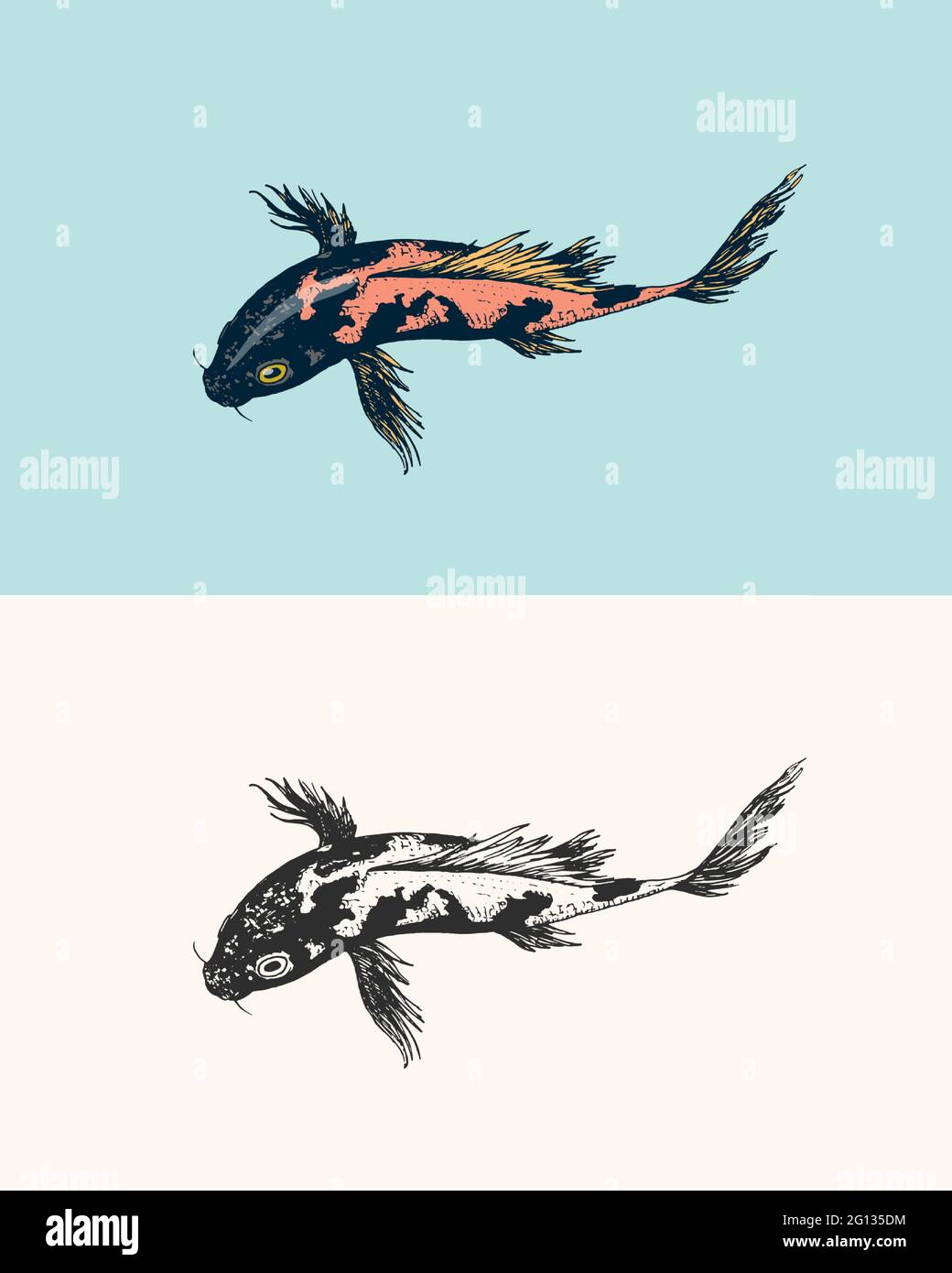 Koi carp, Japanese fish. Korean animal. Engraved hand drawn line art ...