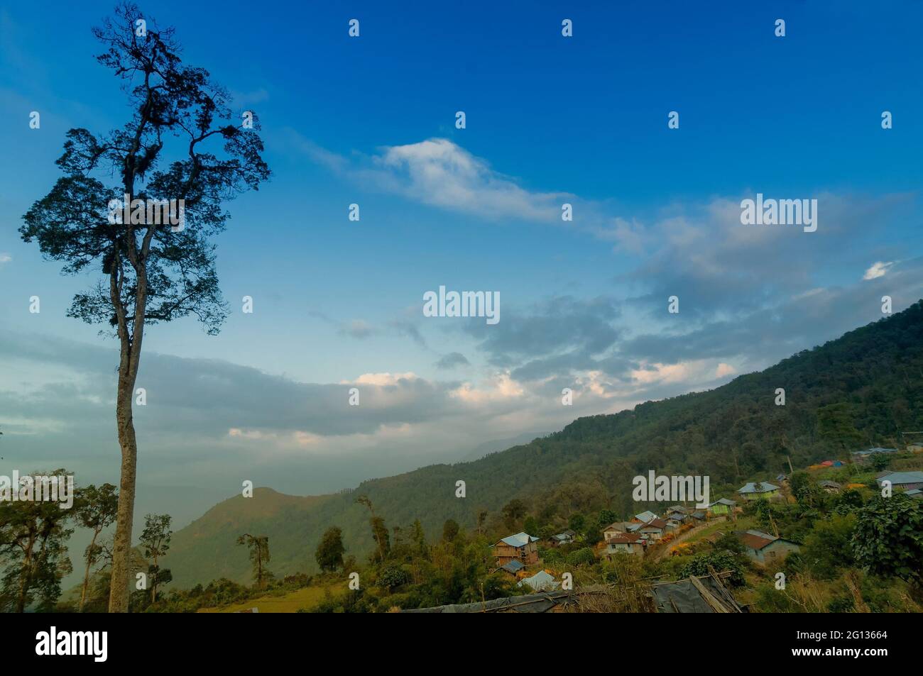 Sikkim tree hi-res stock photography and images - Alamy