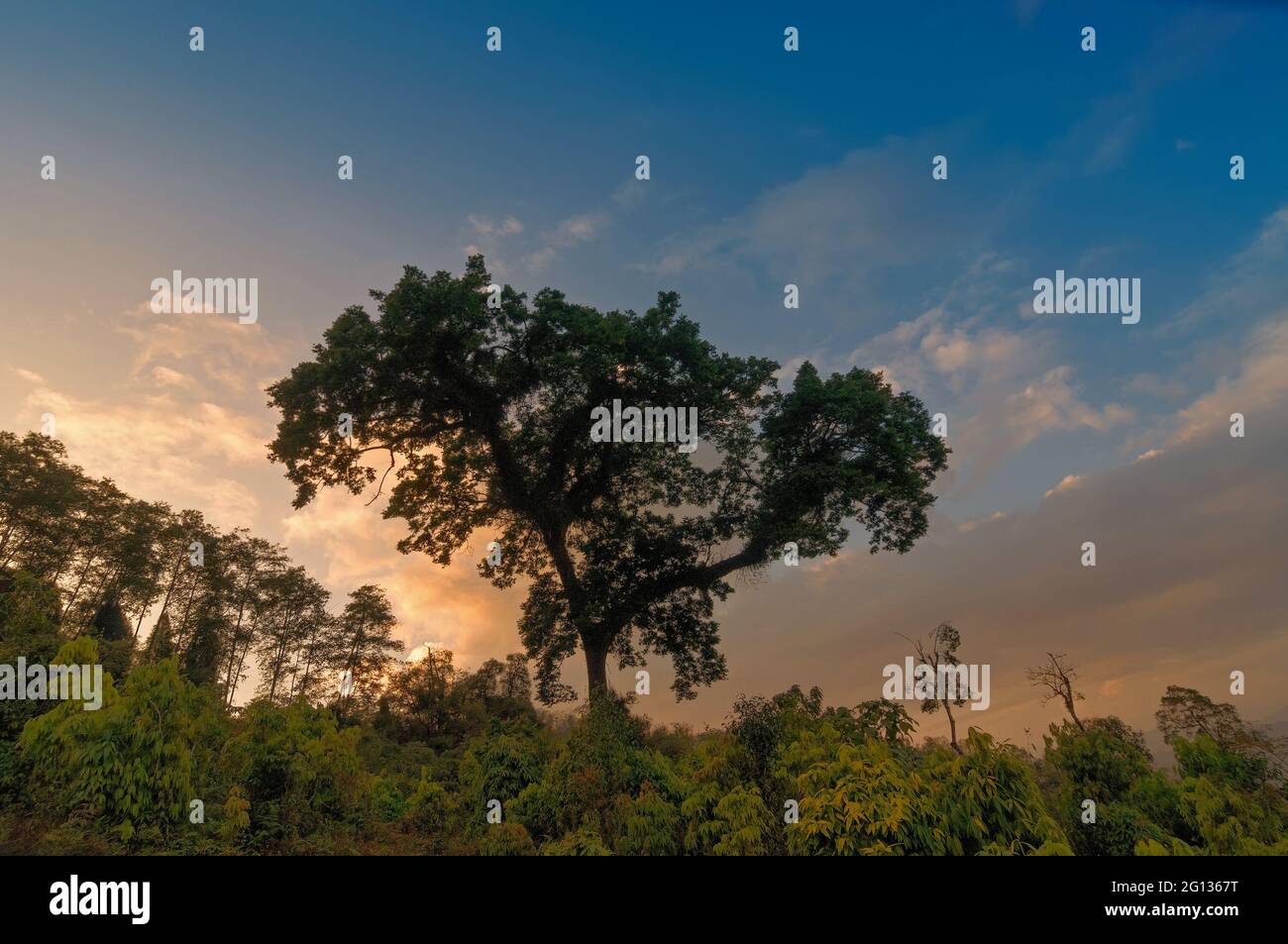 Sikkim tree hi-res stock photography and images - Alamy