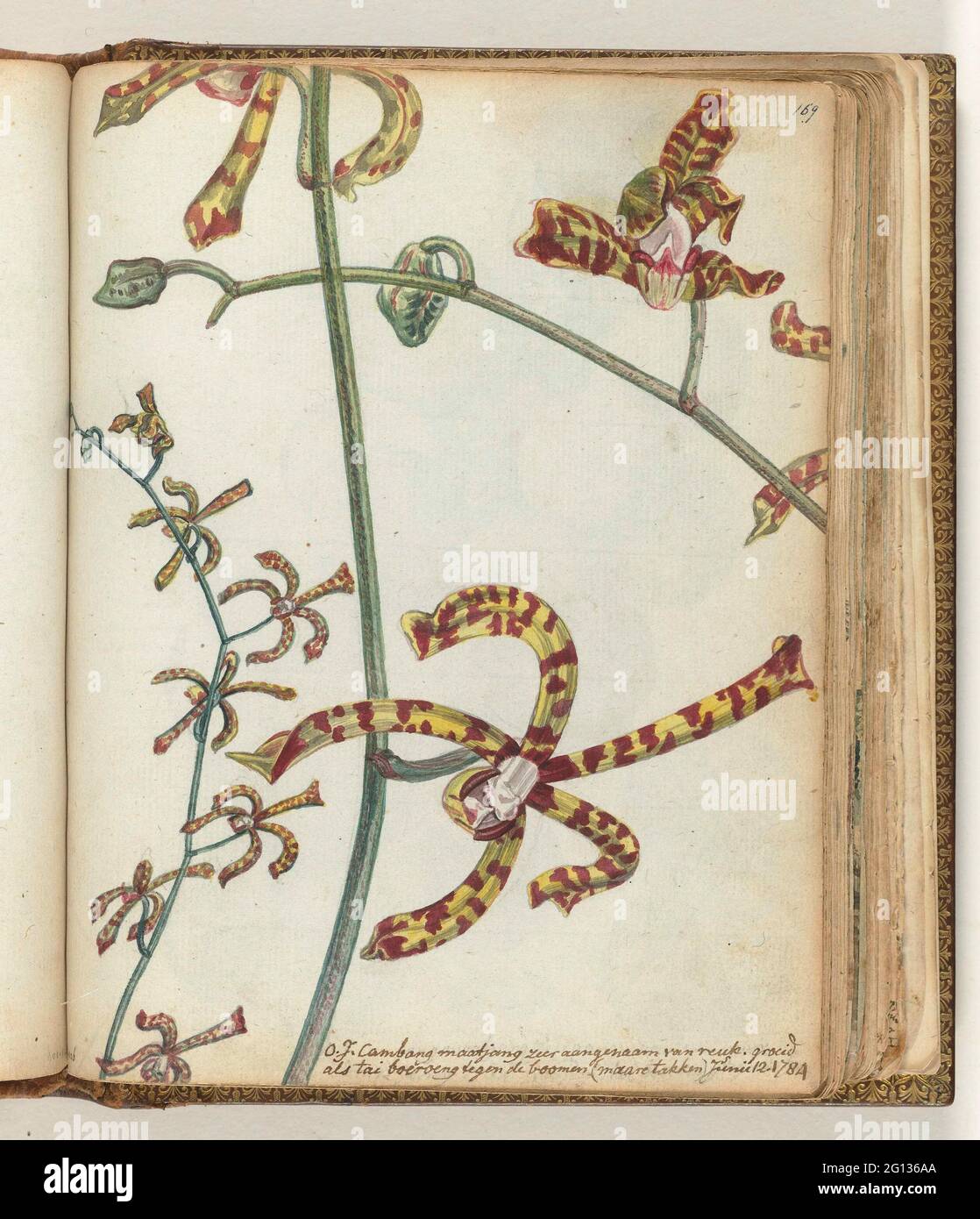 East Indian flower 'Cambang Matjang'. Color drawing of lots with ...