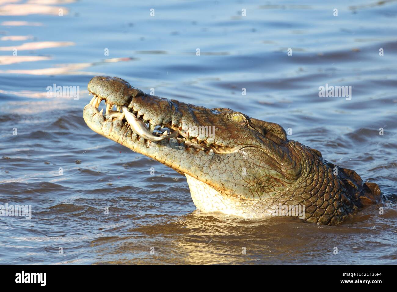 Nilkrokodil / Nile crocodile / Crocodylus niloticus Stock Photo - Alamy