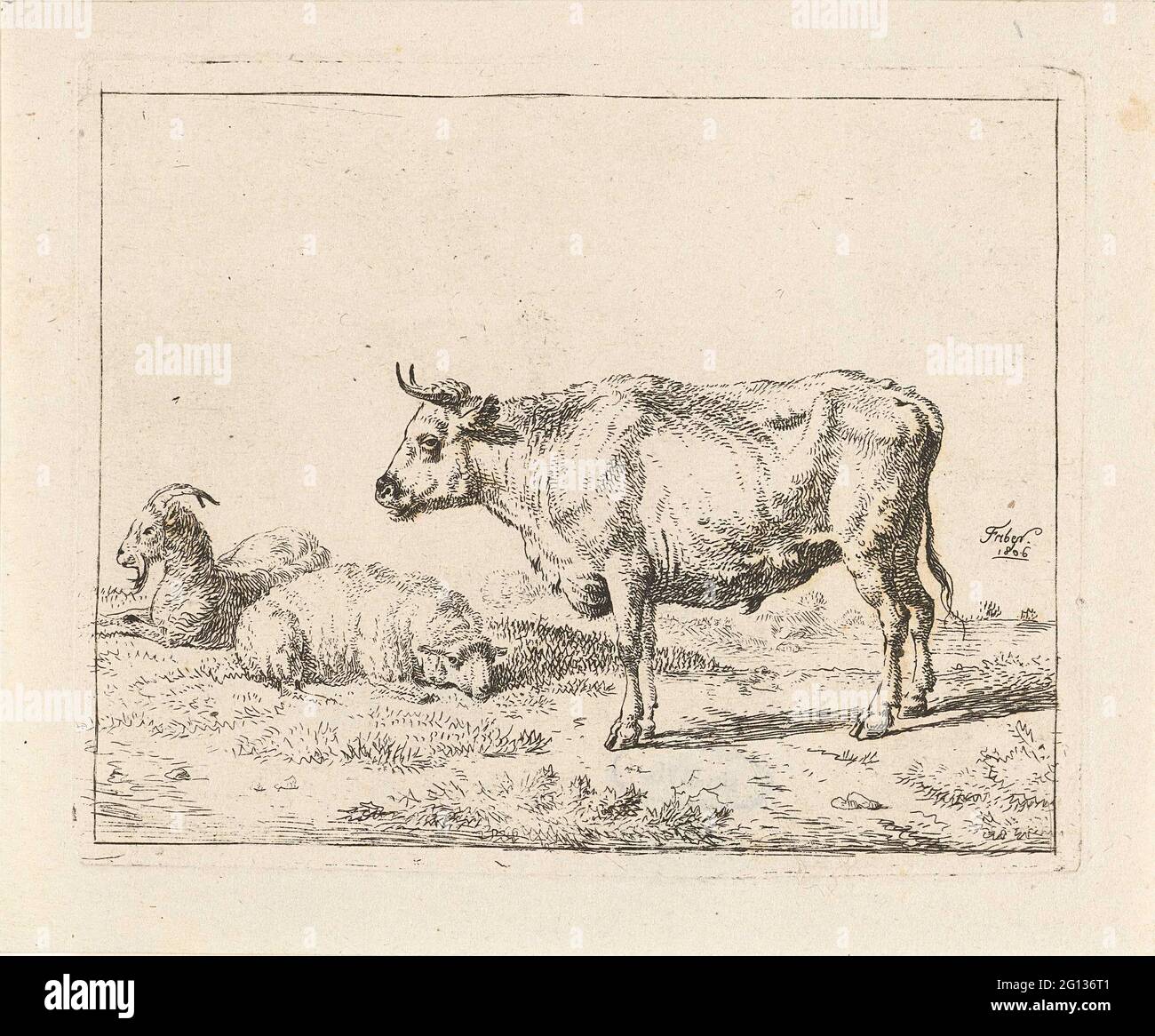 Goat, sheep and standing ox Stock Photo - Alamy