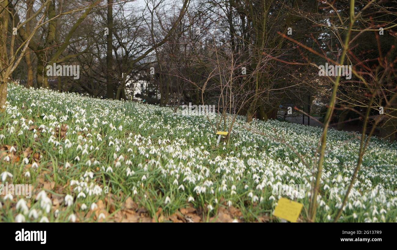 Sprouts and flowers in the botanical garden in the spring Stock Photo ...
