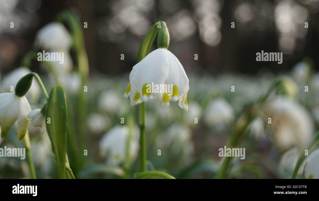 Sprouts and flowers in the botanical garden in the spring Stock Photo ...