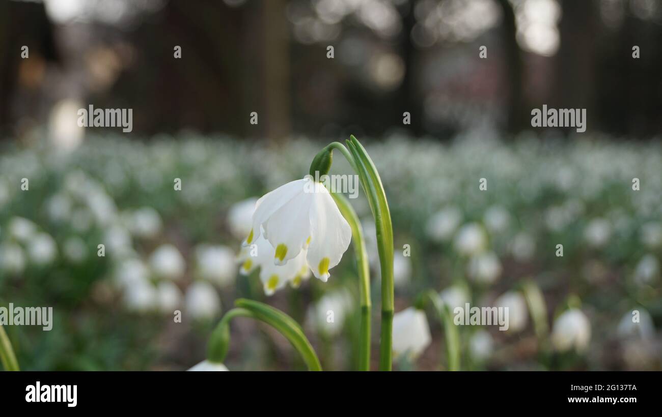 Sprouts and flowers in the botanical garden in the spring Stock Photo ...