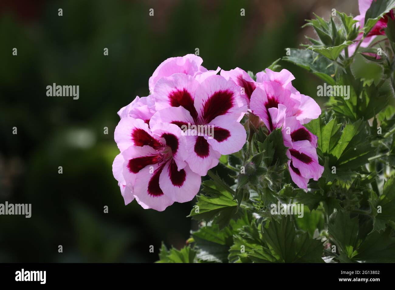 Petunia And Geraniums High Resolution Stock Photography and Images - Alamy