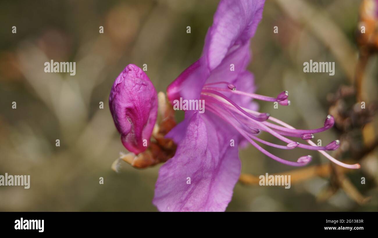 Sprouts and flowers in the botanical garden in the spring Stock Photo ...