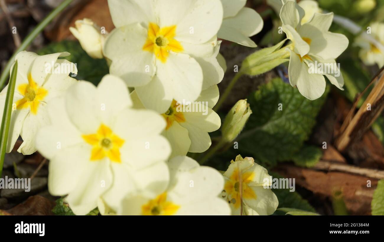 Sprouts and flowers in the botanical garden in the spring Stock Photo ...