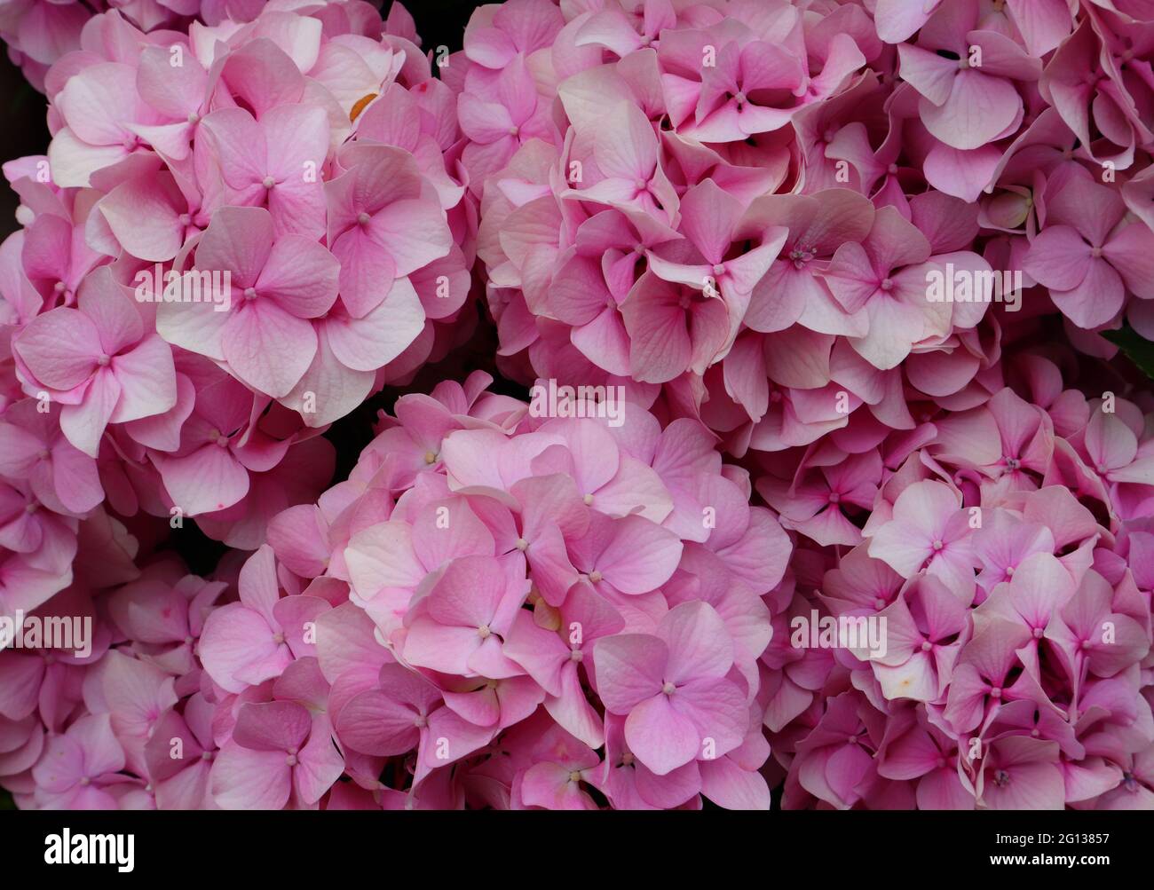 Pink Hydrangea or Hortensia (Hydrangea macrophylla) bush in bloom ...