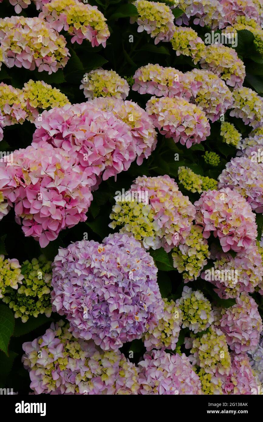 Pink Hydrangea or Hortensia (Hydrangea macrophylla) bush in bloom ...