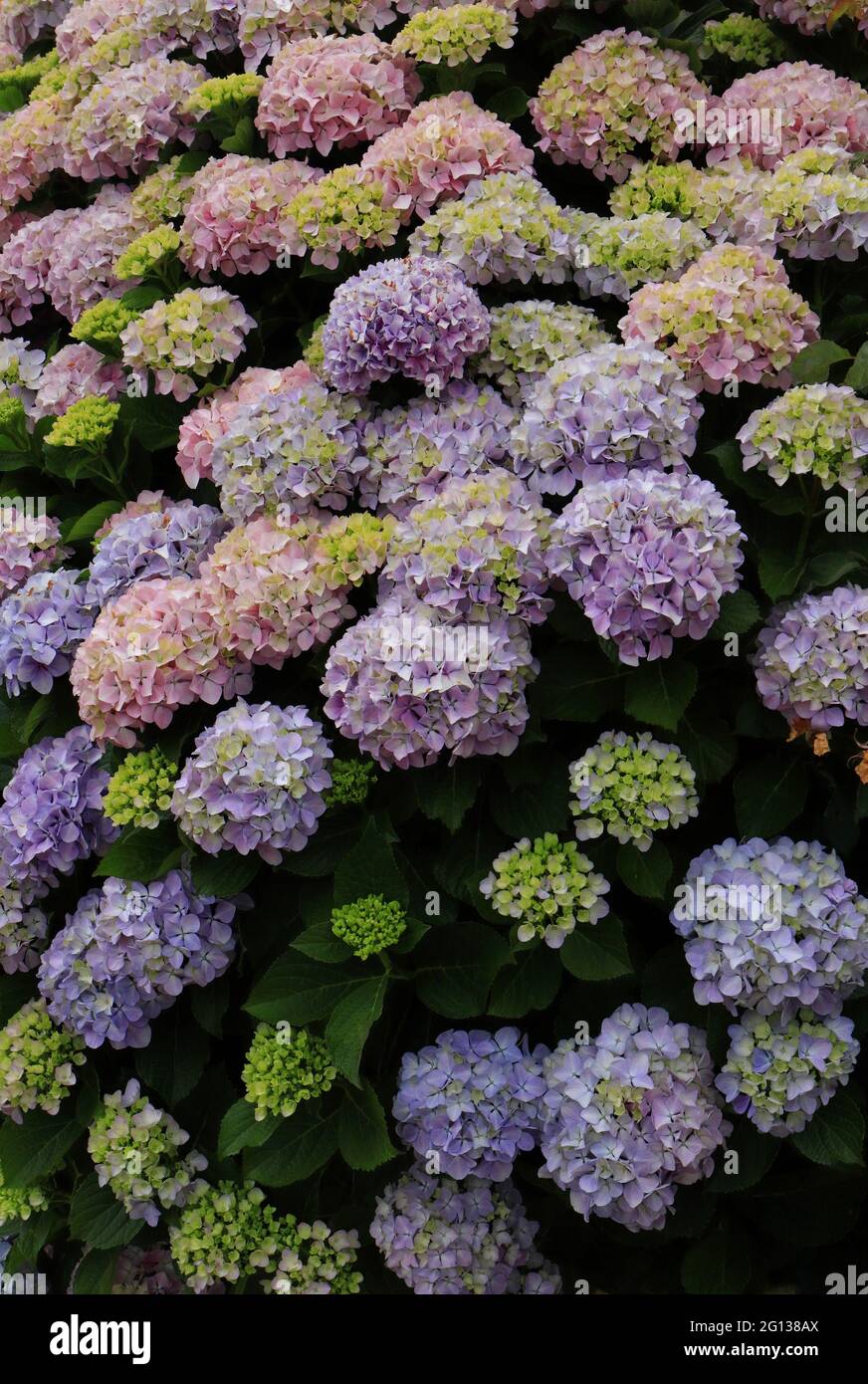 Pink Hydrangea or Hortensia (Hydrangea macrophylla) bush in bloom ...