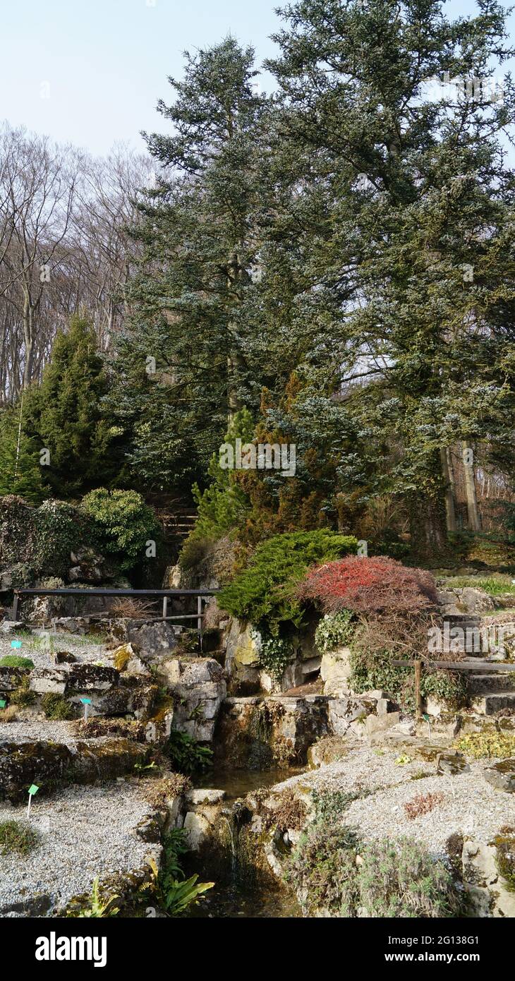 Sprouts and flowers in the botanical garden in the spring Stock Photo ...