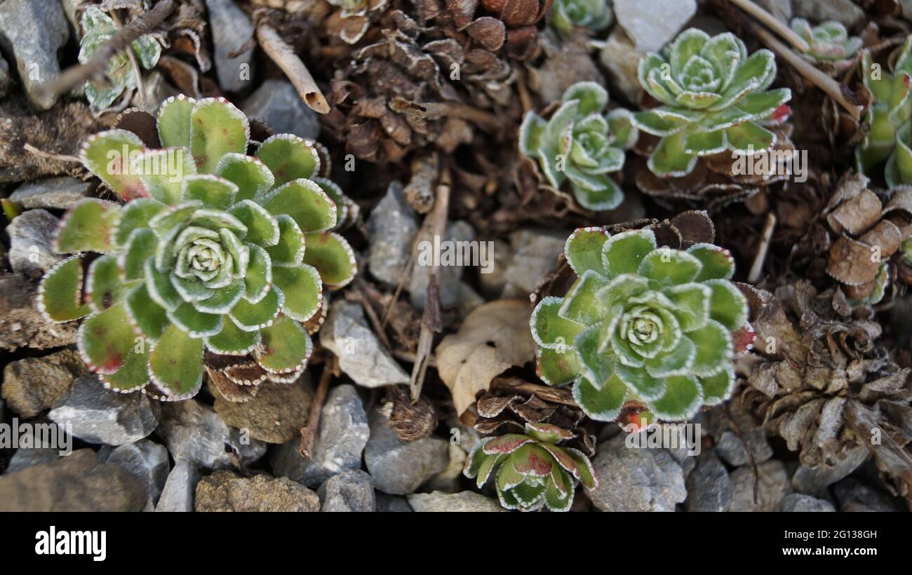 Sprouts and flowers in the botanical garden in the spring Stock Photo ...