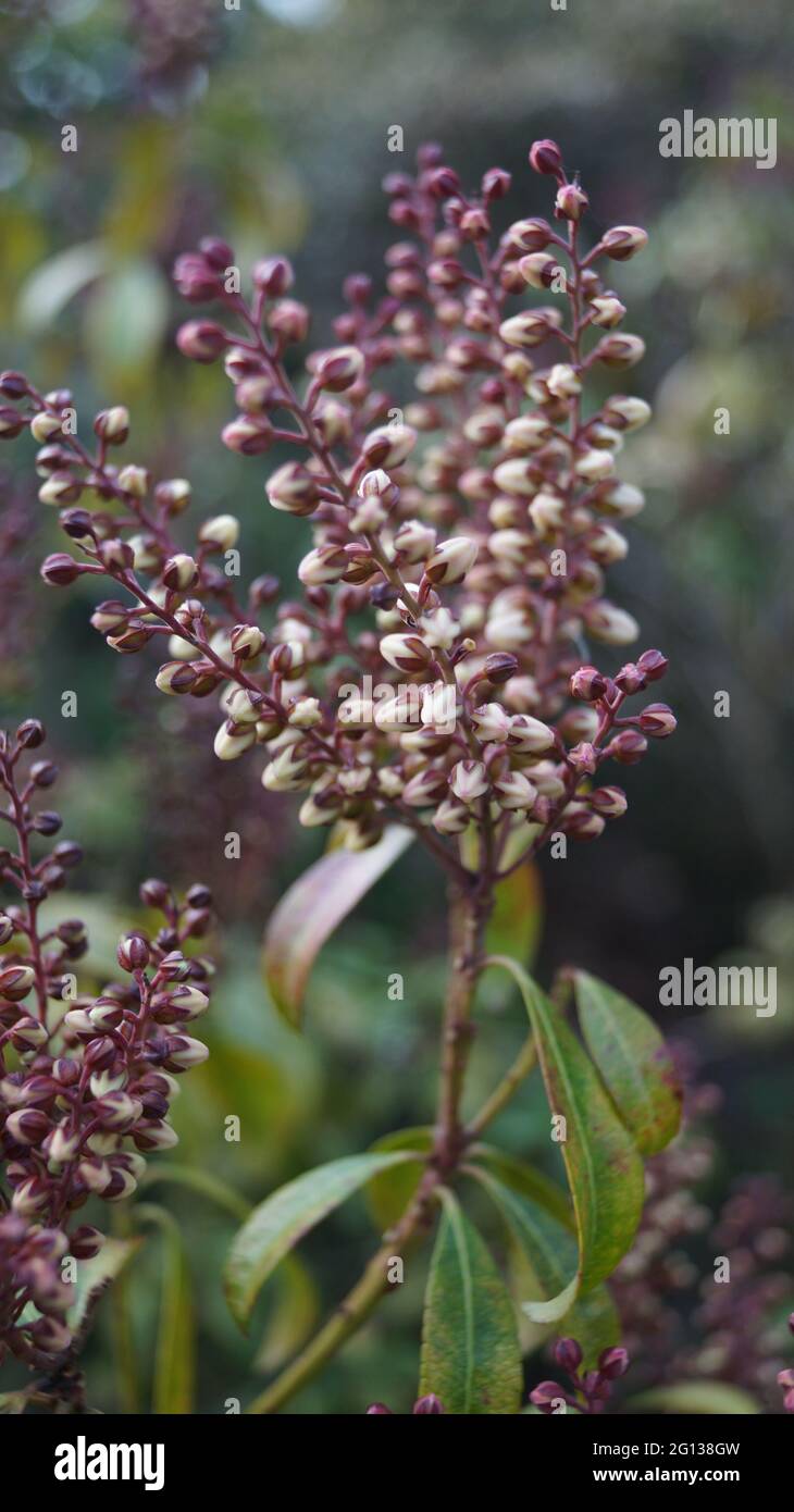 Sprouts and flowers in the botanical garden in the spring Stock Photo ...