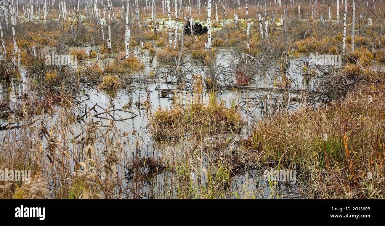 Autumn swamp in the forest Stock Photo - Alamy