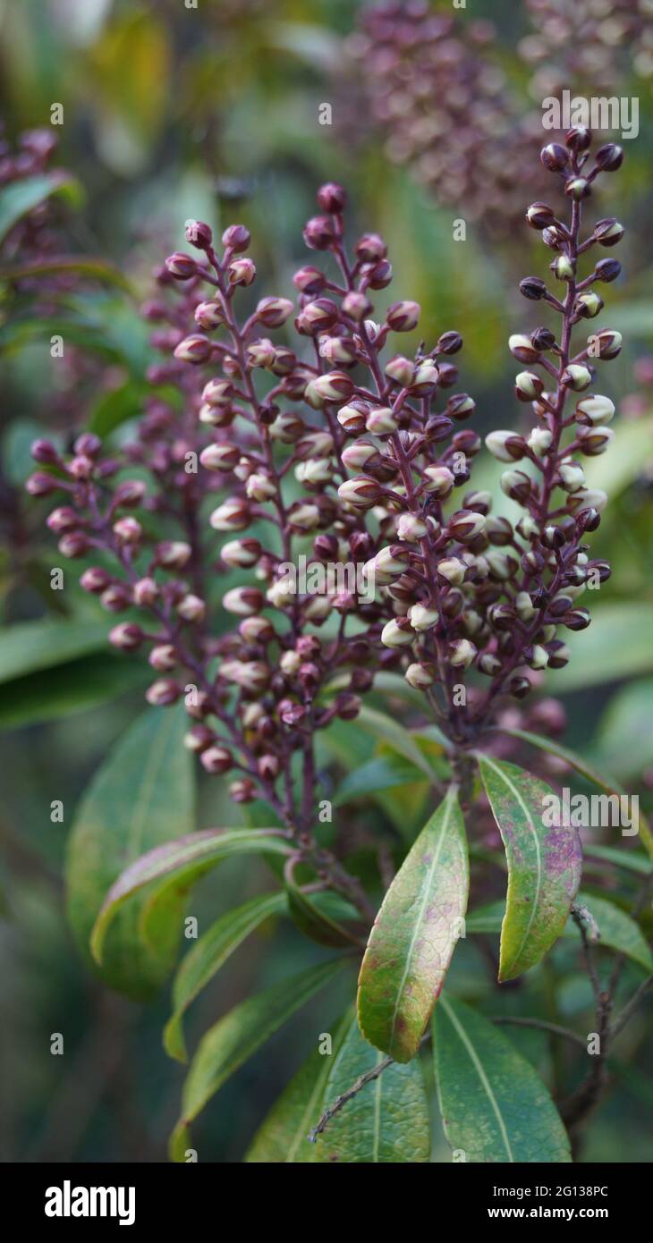 Sprouts and flowers in the botanical garden in the spring Stock Photo ...