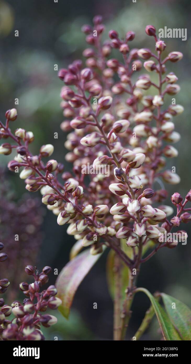 Sprouts and flowers in the botanical garden in the spring Stock Photo ...