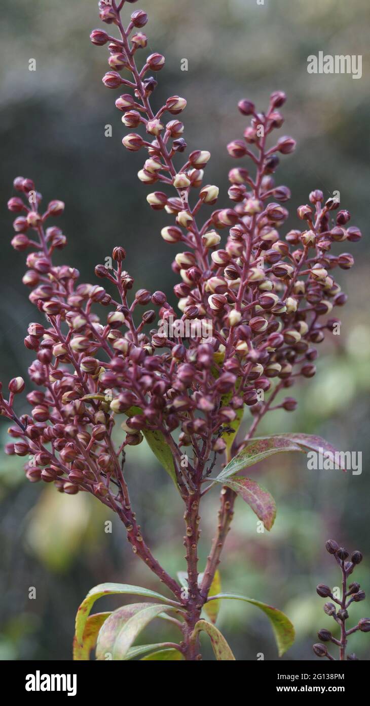 Sprouts and flowers in the botanical garden in the spring Stock Photo ...