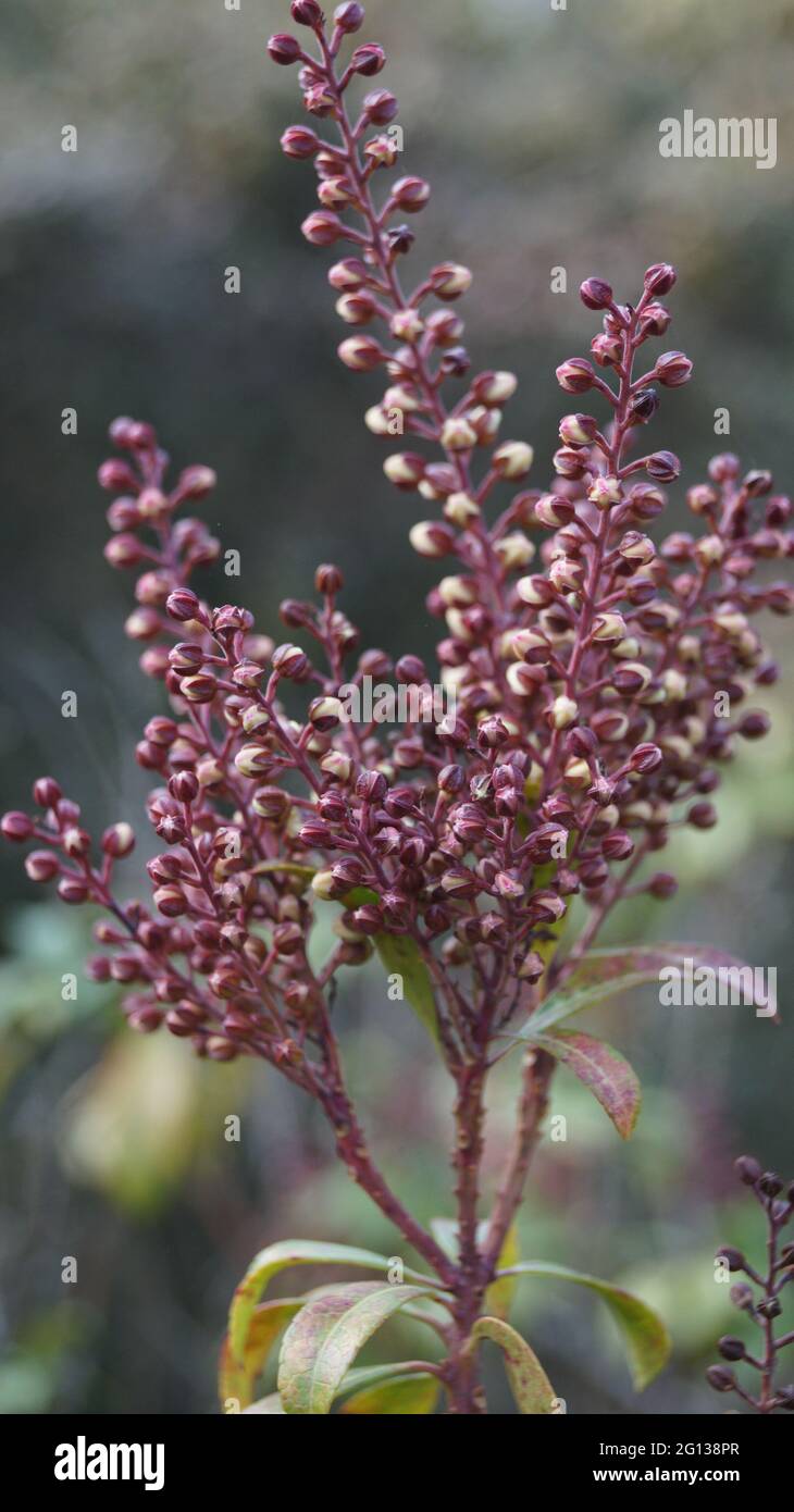 Sprouts and flowers in the botanical garden in the spring Stock Photo ...