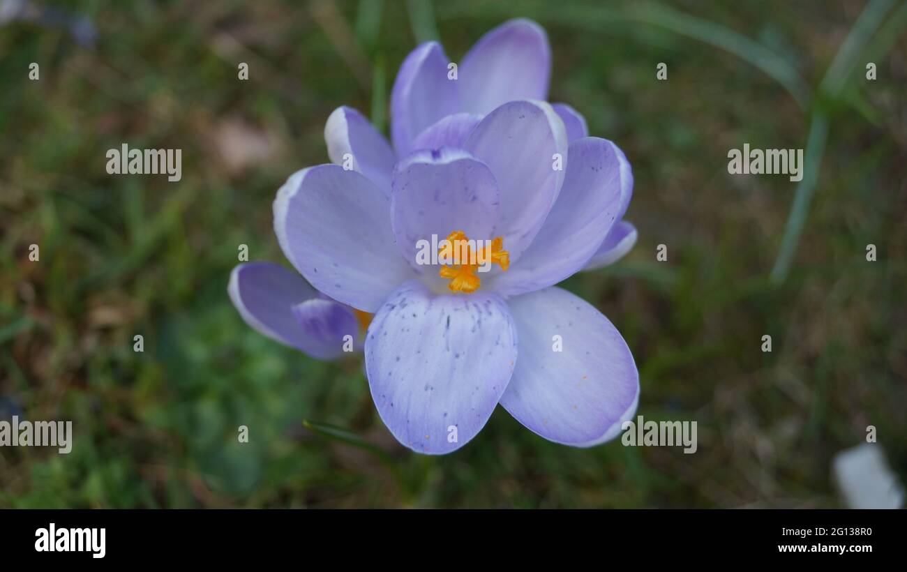 Sprouts and flowers in the botanical garden in the spring Stock Photo ...