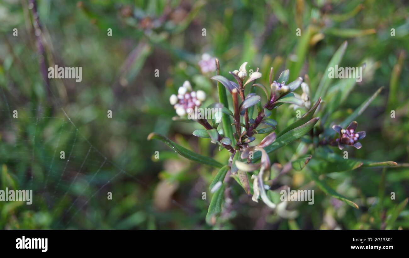 Sprouts and flowers in the botanical garden in the spring Stock Photo ...