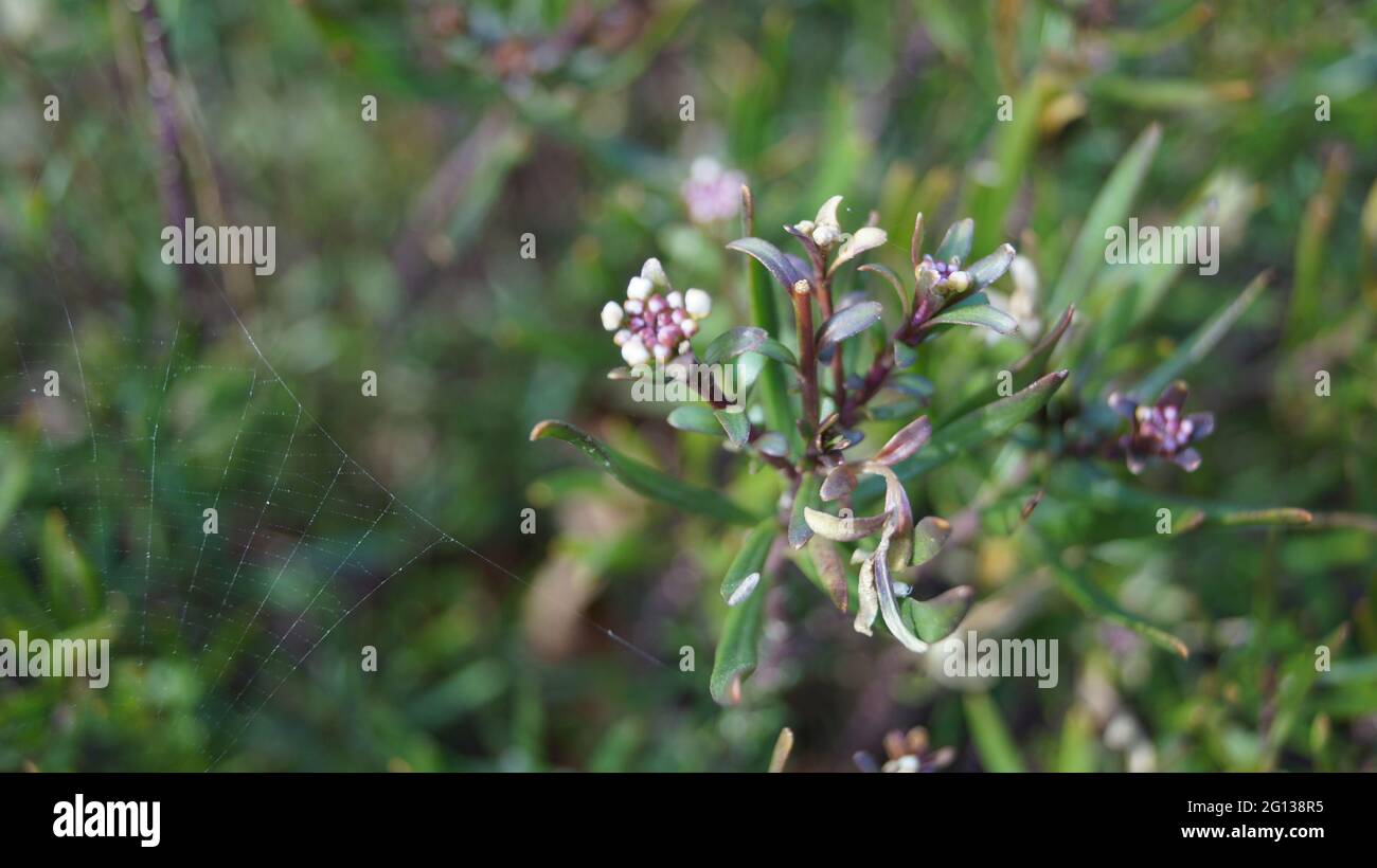 Sprouts and flowers in the botanical garden in the spring Stock Photo ...