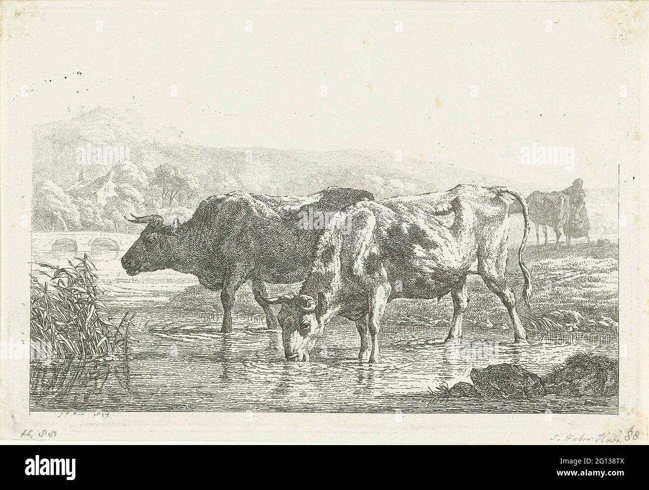 Two drinking cows Stock Photo - Alamy