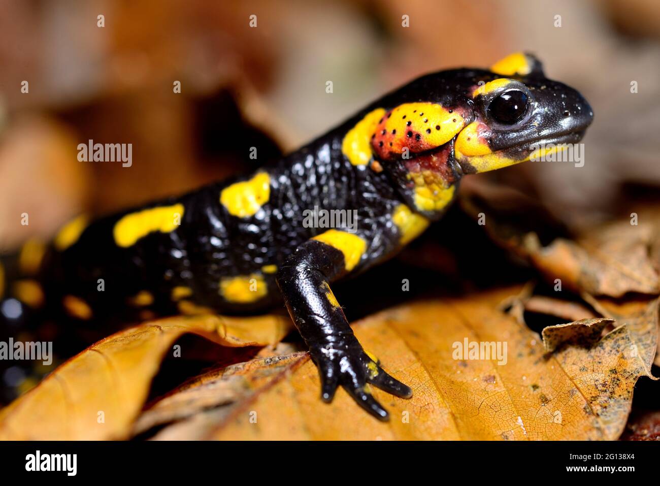 La salamandra hi-res stock photography and images - Alamy