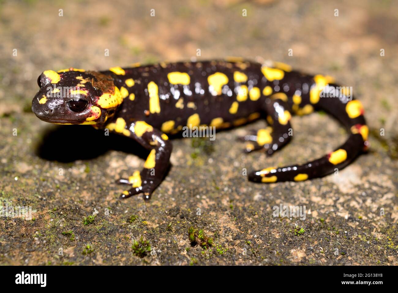 De Salamander High Resolution Stock Photography and Images - Alamy